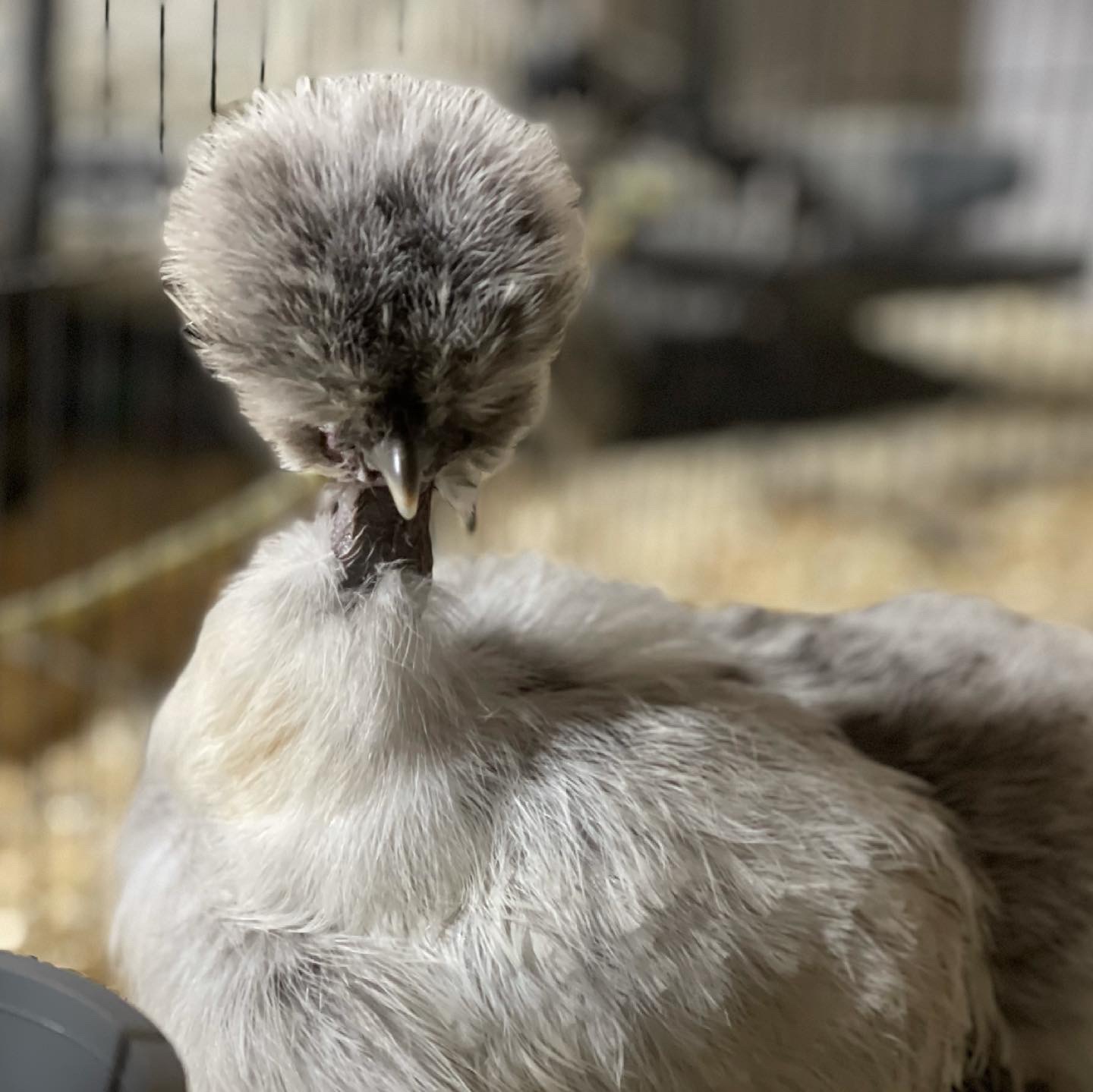 Ask The Chicken Doctor